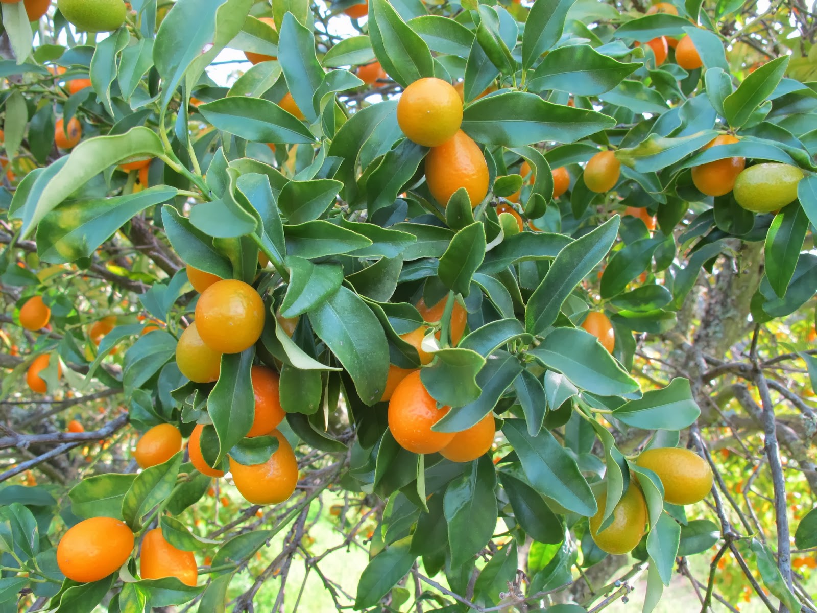 FLORA NEL SALENTO e.. anche altrove: Fortunella margarita (Lour.) Swing ...