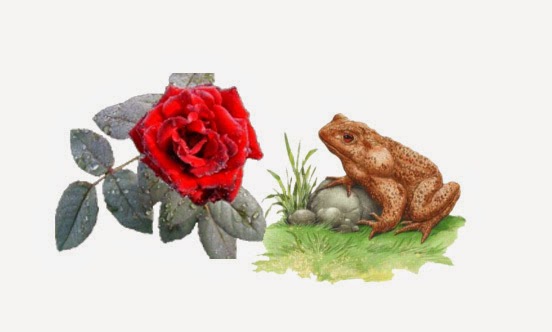 Casa de Caridade Formigueiro do Bem: A Rosa e o Sapo