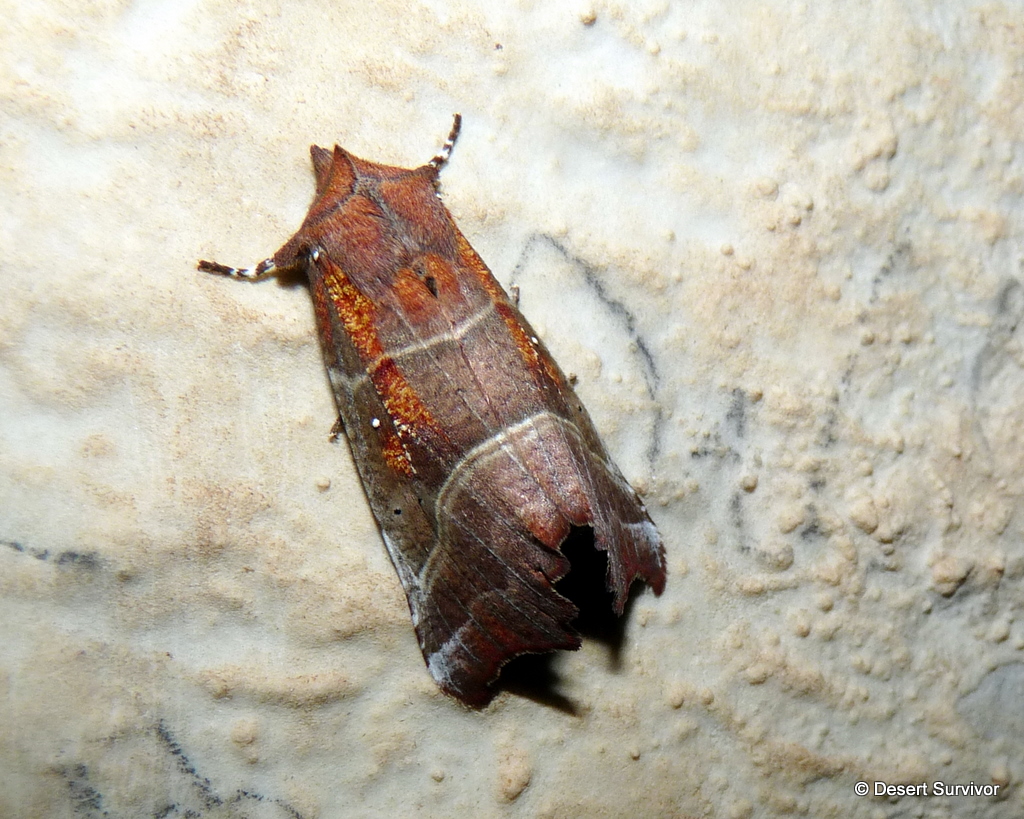 Desert Survivor: Logan Cave