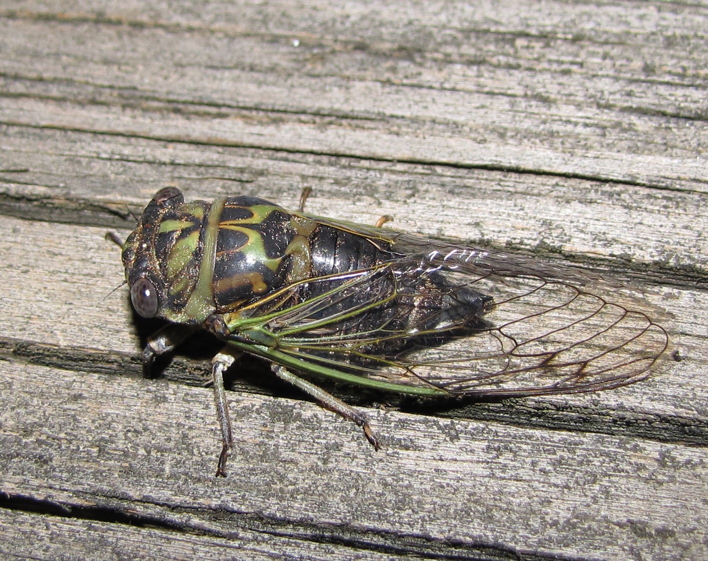 Bug Eric: Eastern Cicada Killer