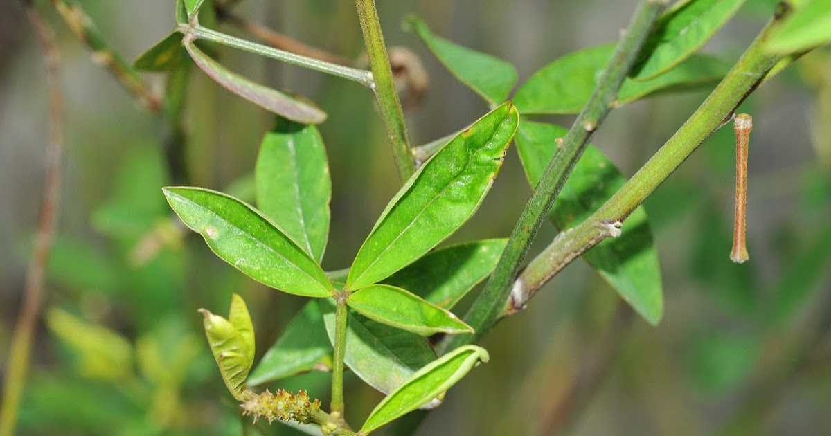 Flora de Puerto Rico Ilustrada Papo Vives: FABOIDEAE CROTALARIA ...