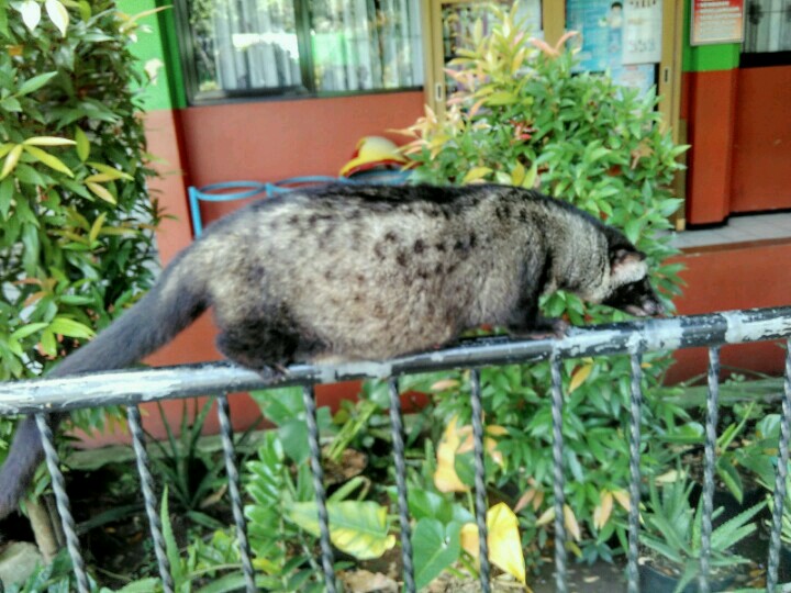 Musang Pandan - Seputar Dunia Musang
