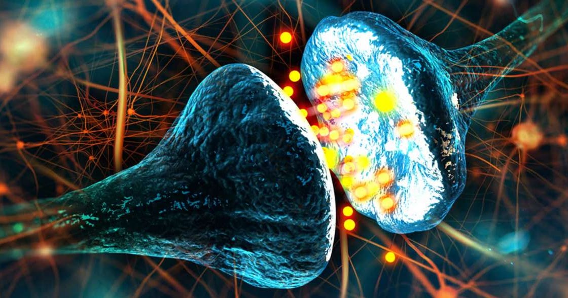 La conducción del potencial de acción - Biología