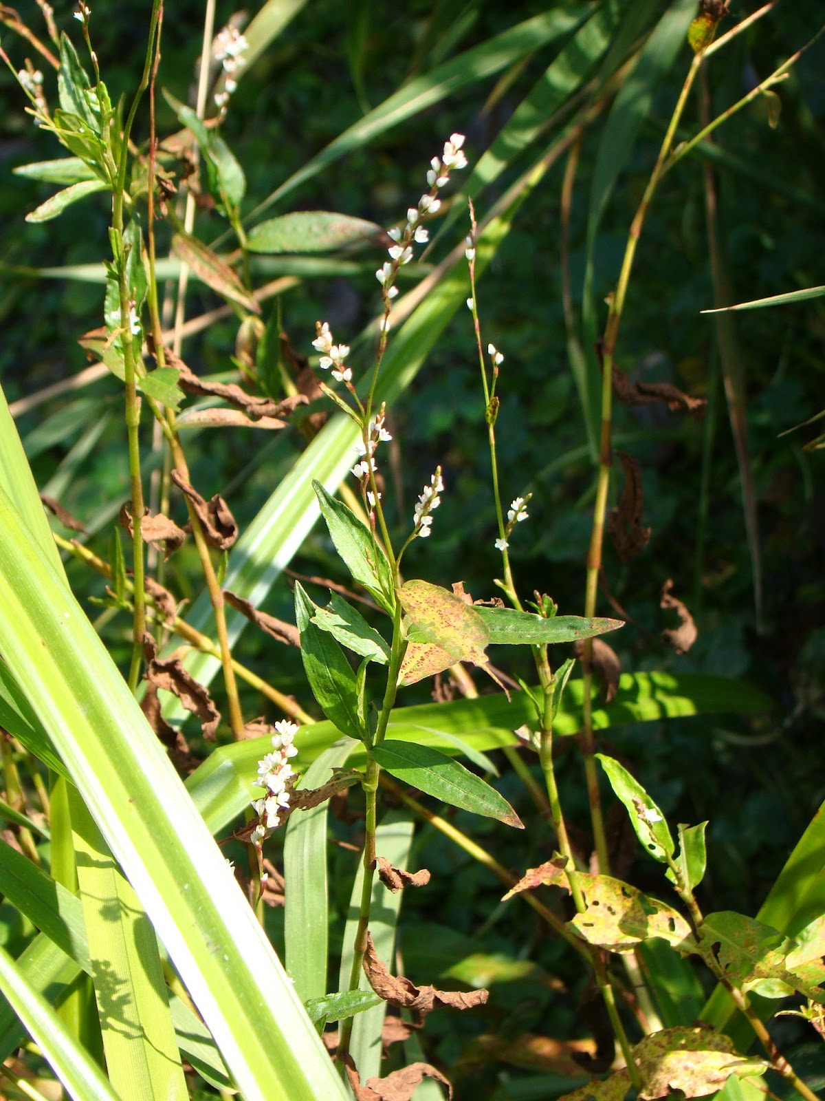 Leaves of Plants: Polygonum hydropiperoides