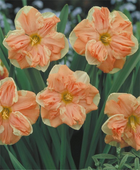 Simple Blue: Spring Bulbs