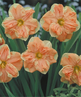 Simple Blue: Spring Bulbs