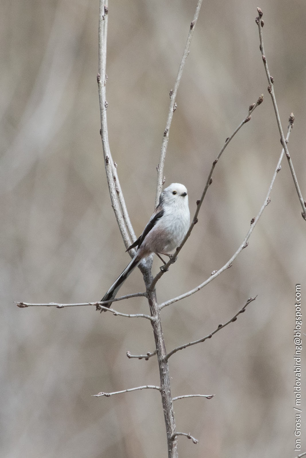 Păsări din Moldova: Legenda pițigoiului codat