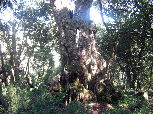 Tamilnadu Tourism: 500 Years Old Tree, Kodaikanal