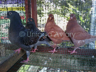 Merpati Modena - Uniaga Aviary™