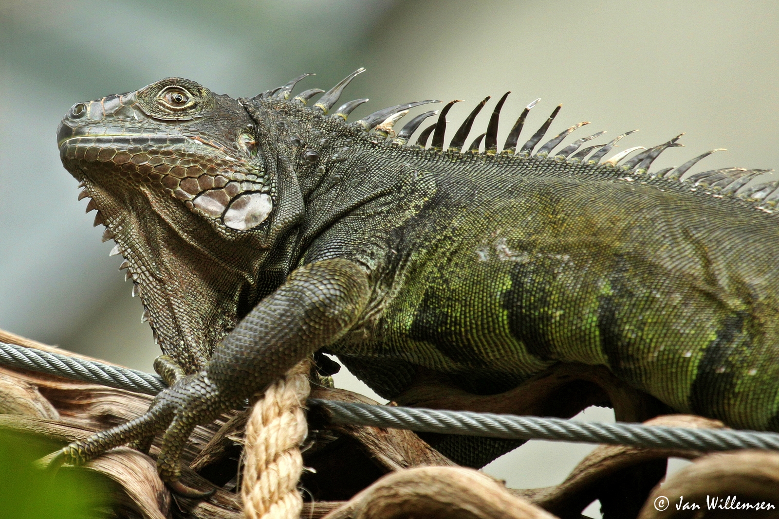 Jan Willemsen Fotografie: ZOO Artis Amsterdam