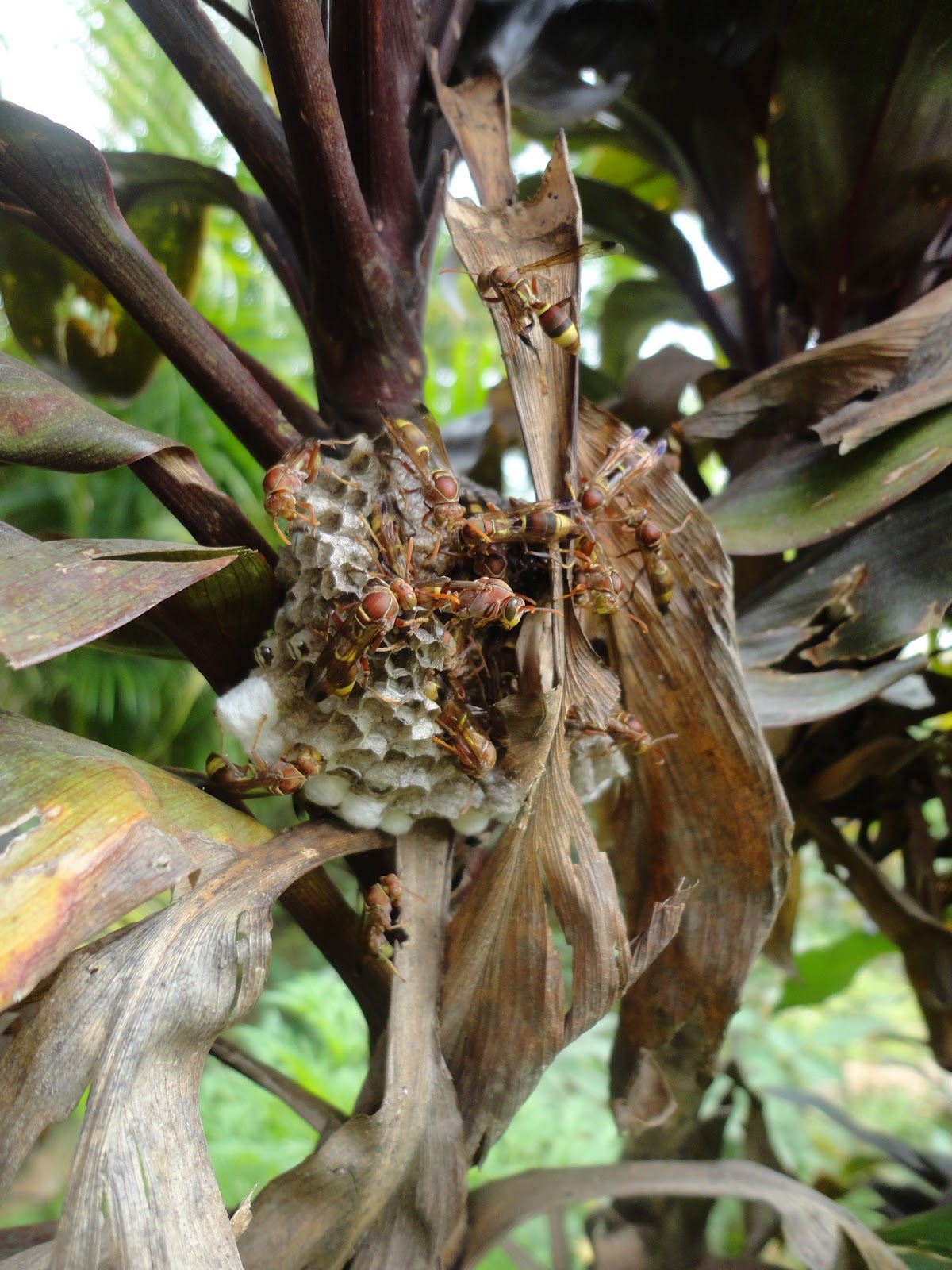 MY REFLECTIONS- MY BLOG: Wild....Beeeee