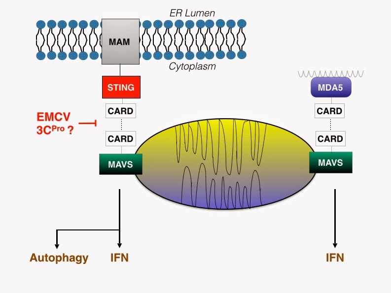 Virology tidbits: Encephalomyocarditis virus (EMCV) and autophagy: anti ...
