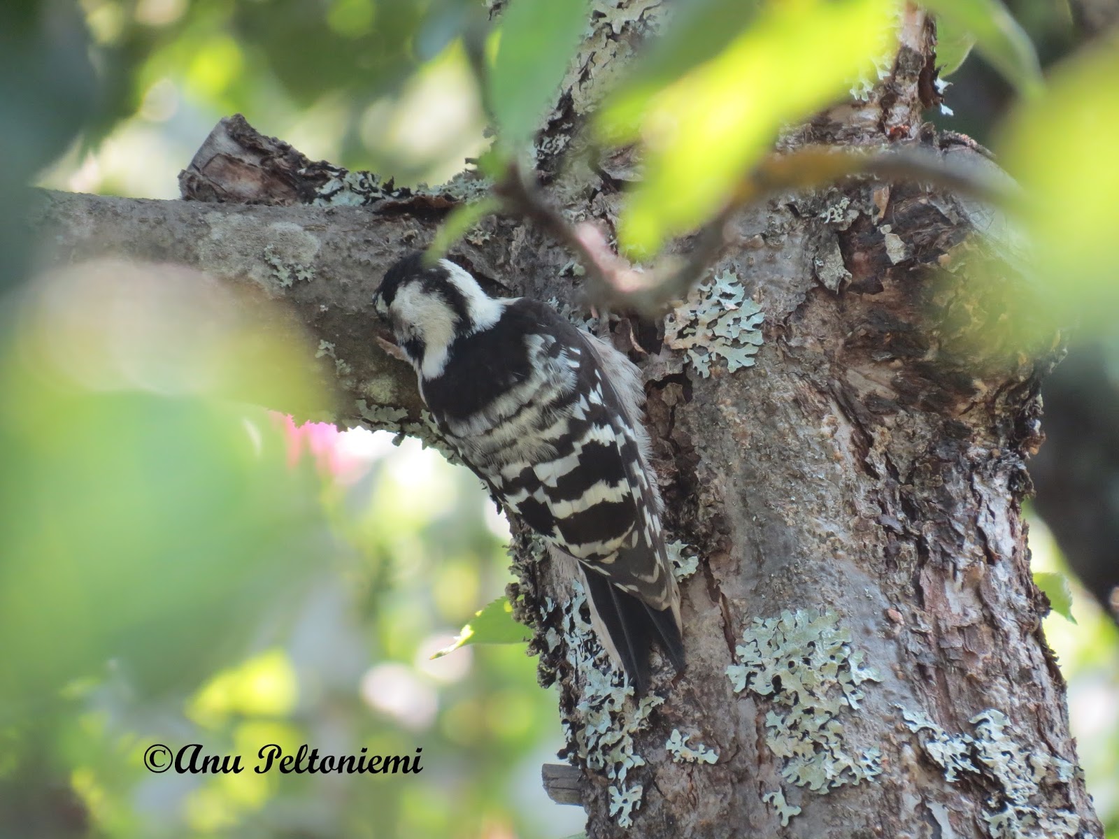 Lintuilua - Birding: Pikkutikka