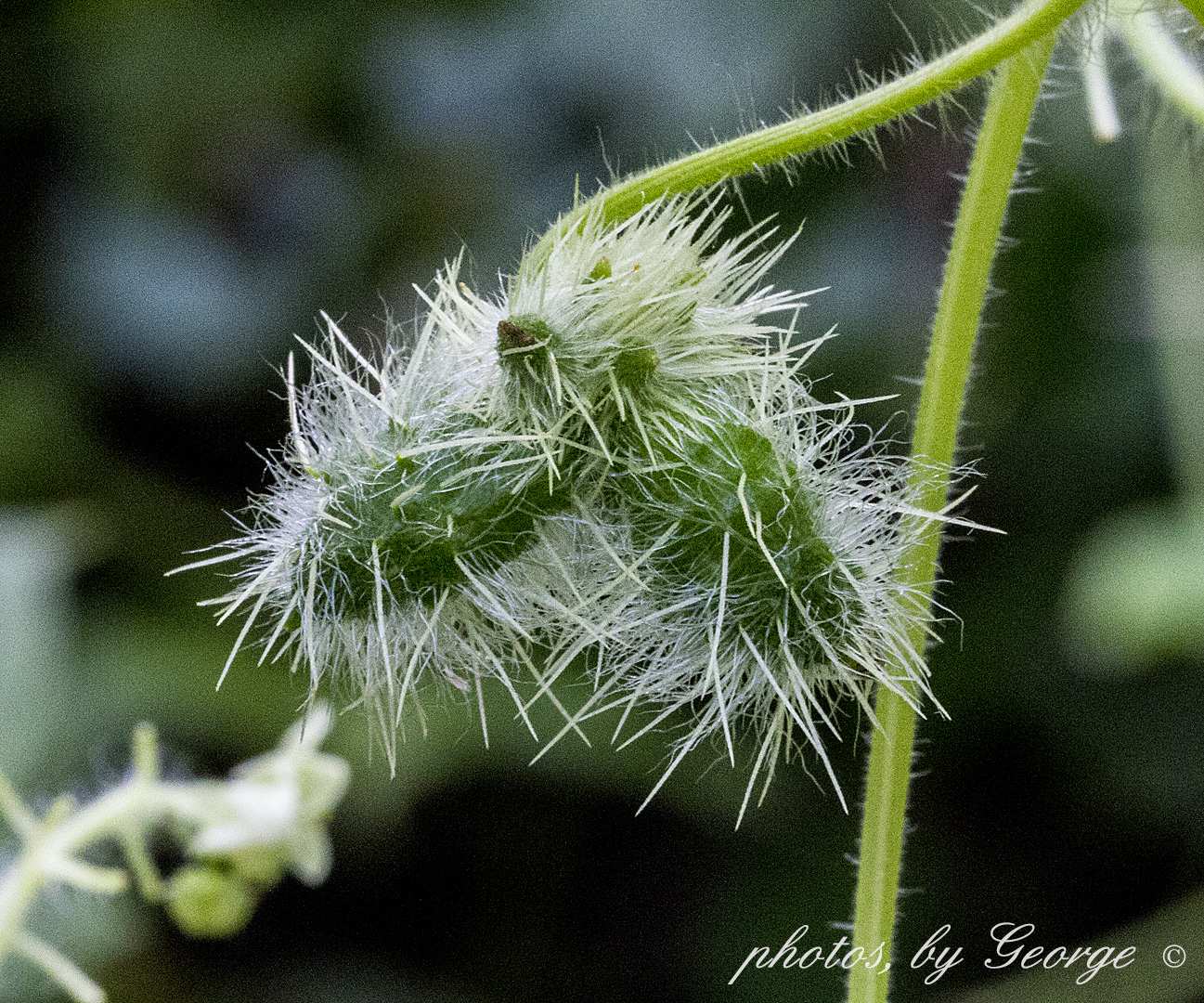 "What's Blooming Now" : Bur Cucumber (Sicyos angulatus)