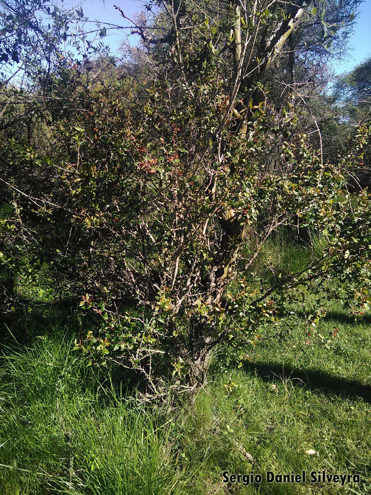 Flora Nativa de Entre Rios
