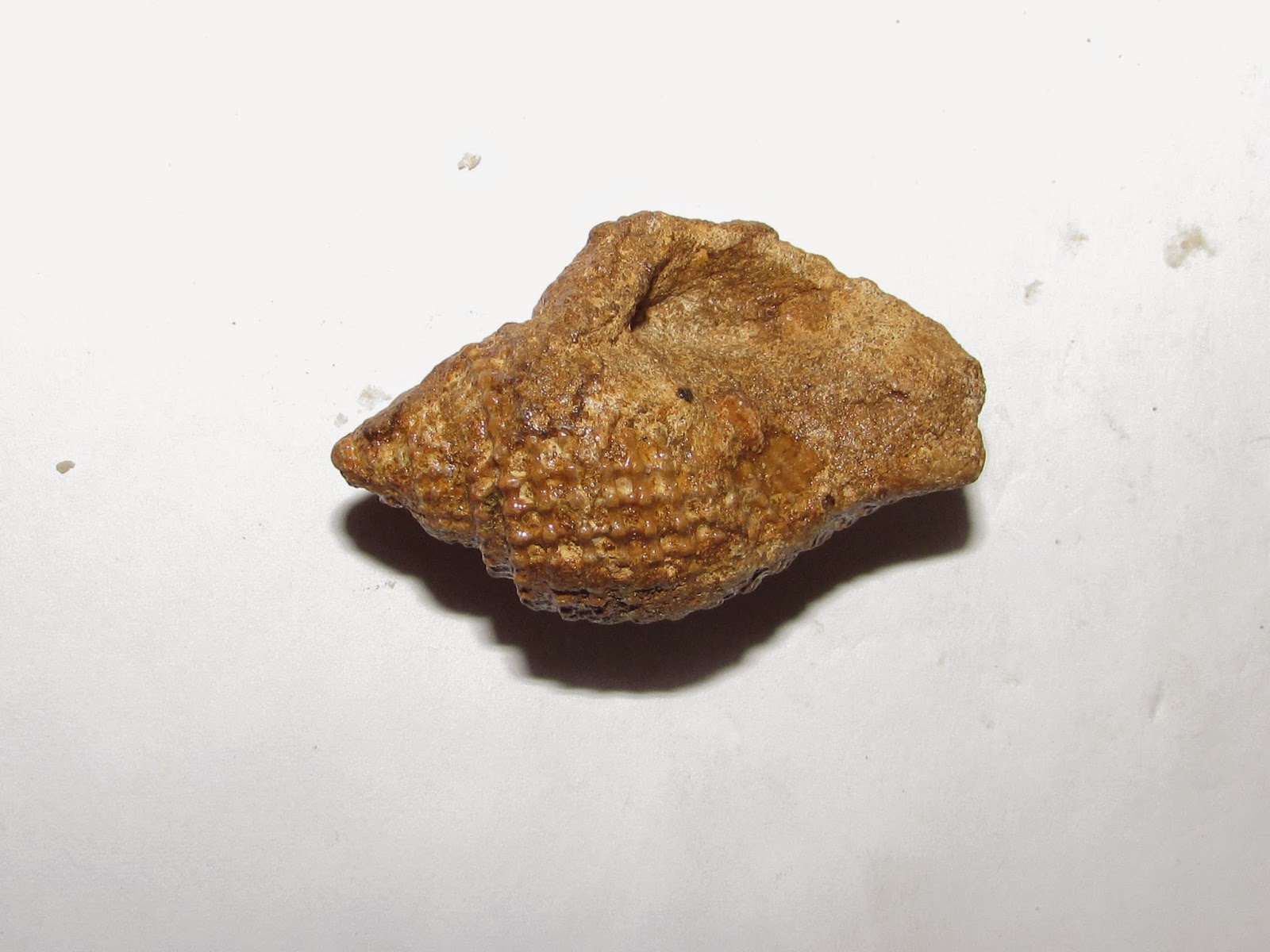 My Fossil Collection: Physa