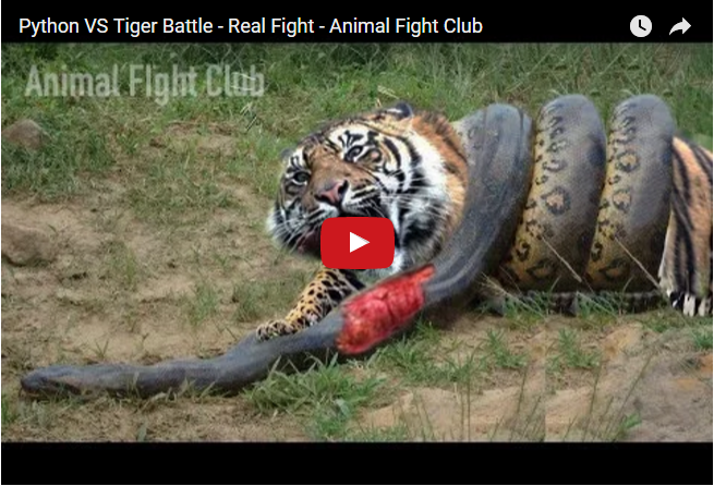 Python VS Tiger Battle - Real Fight - Animal Fight Club ~ News