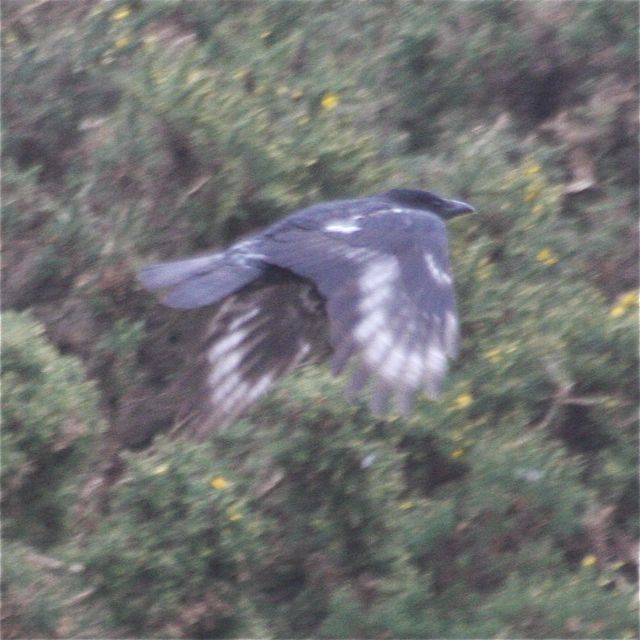 Morgithology: White-winged crows