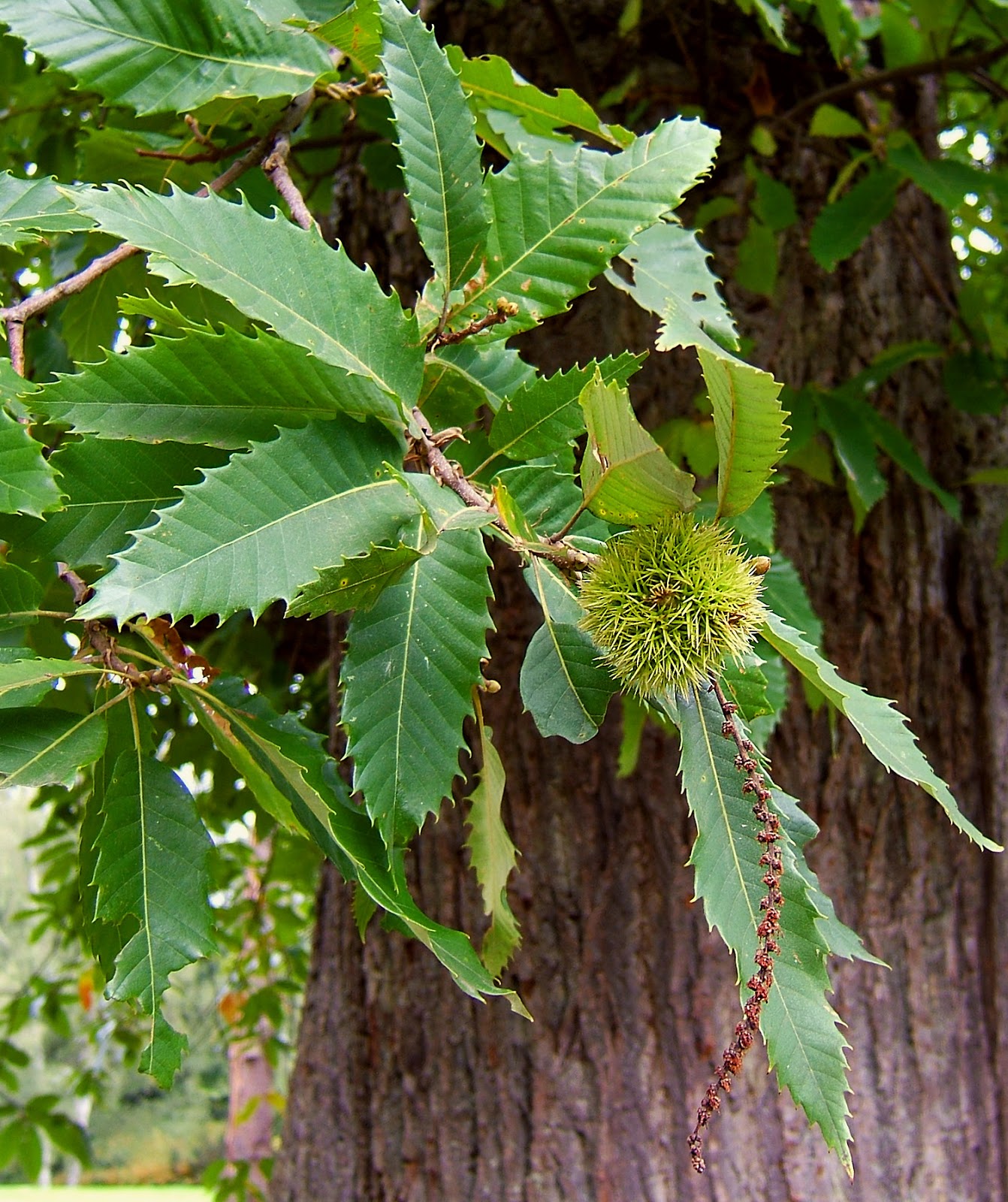 Plantatii cu castani