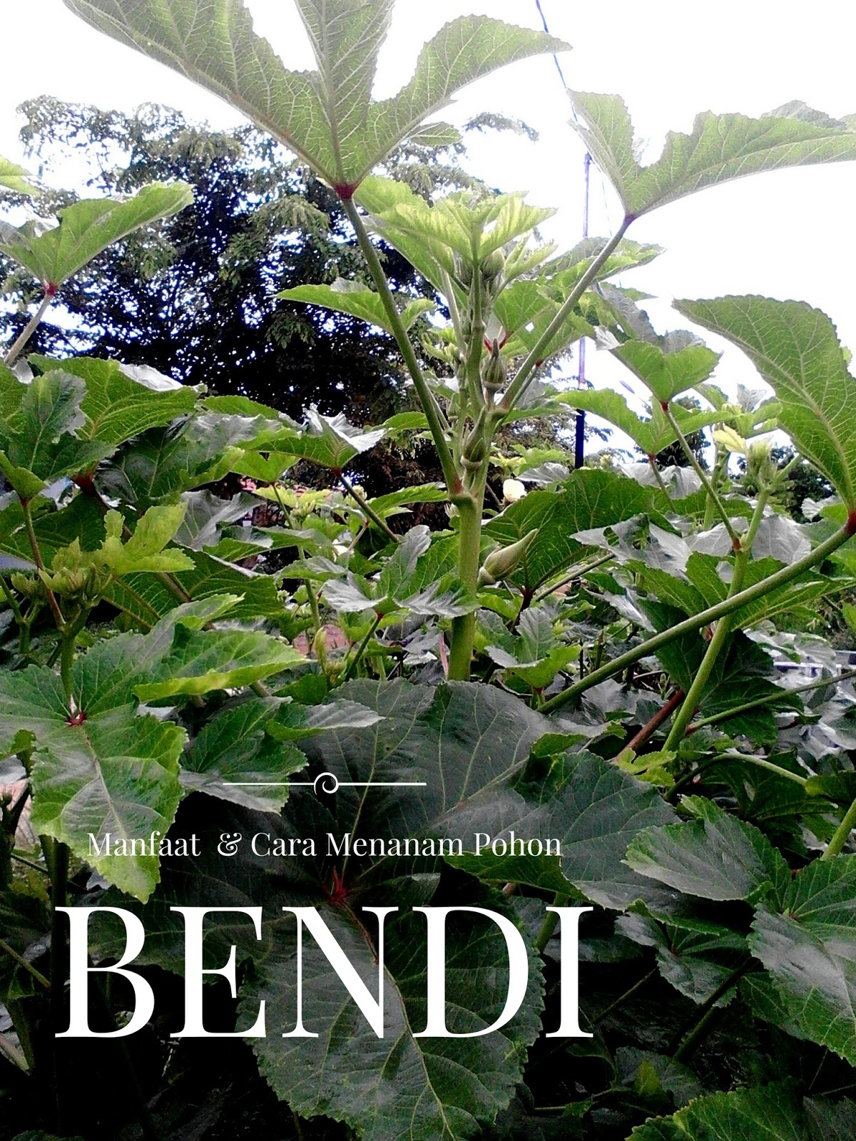 Manfaat Dan Cara Menanam Pohon Bendi