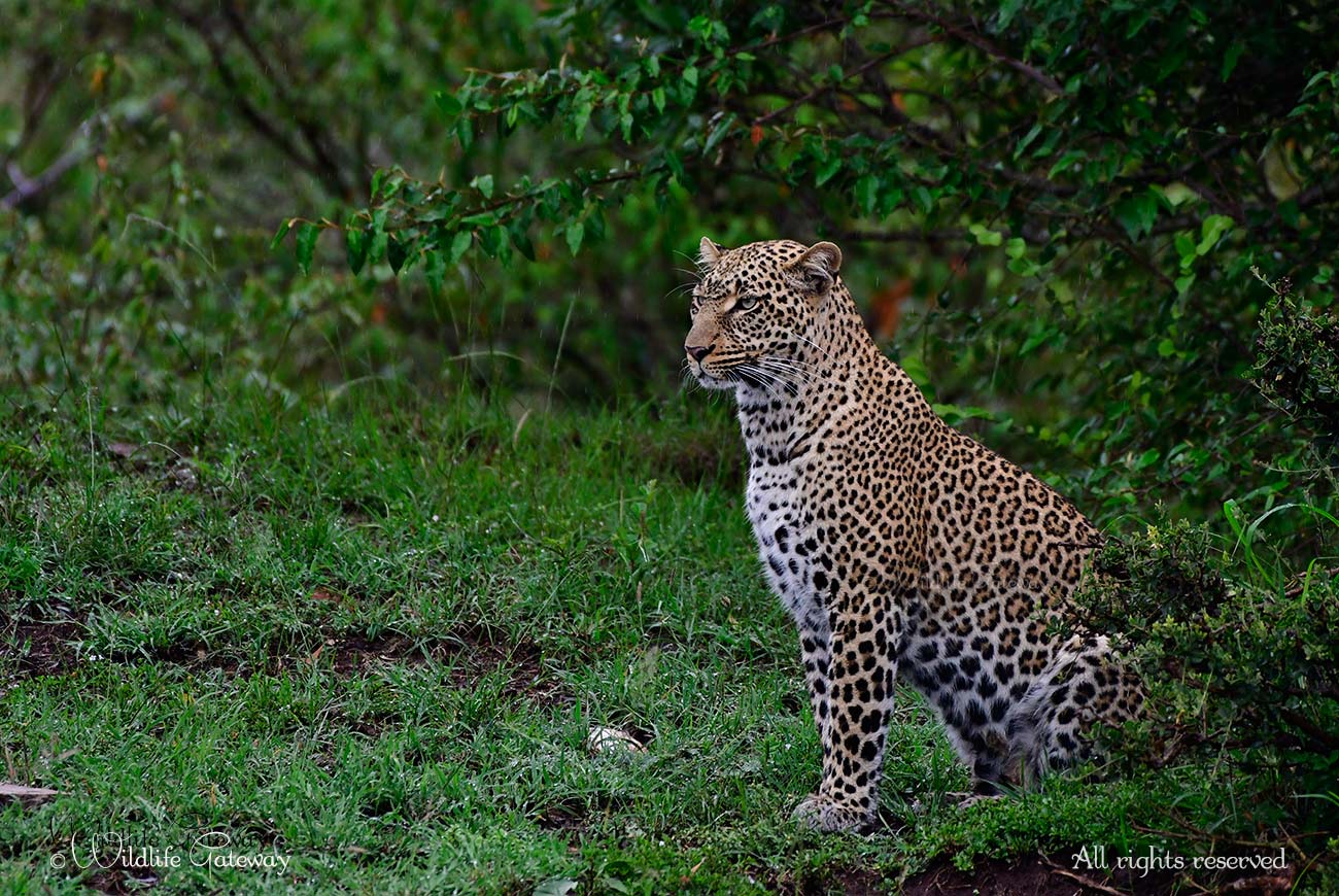 WILDLIFE GATEWAY: Léopard