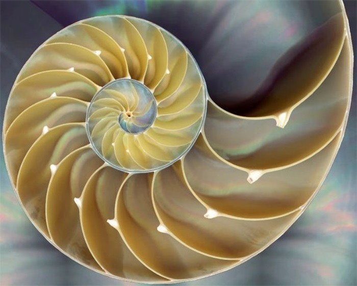 WHOSE MUSIC IS IT The Fibonacci Sequence In Music Is Music WHOSE MUSIC IS IT The Fibonacci Sequence In Music Is Music