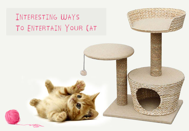 Interesting Ways To Entertain Your Cat