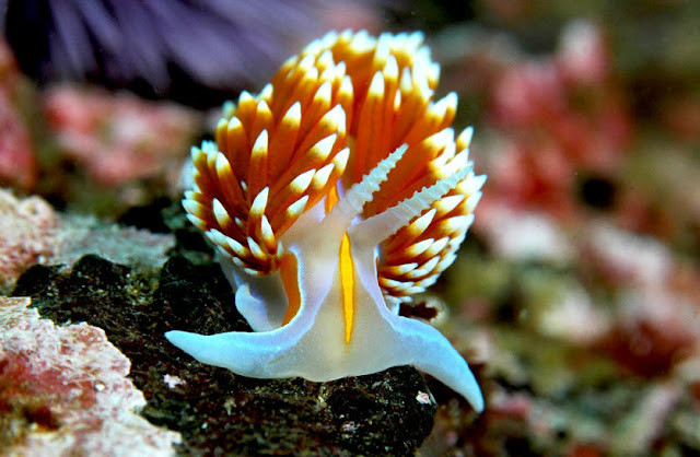 Nudibranch | The Life of Animals