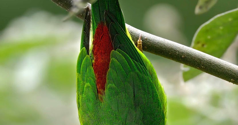 Indonesian Folklore (Folklor Indonesia): Ambo Upe and a Parrot