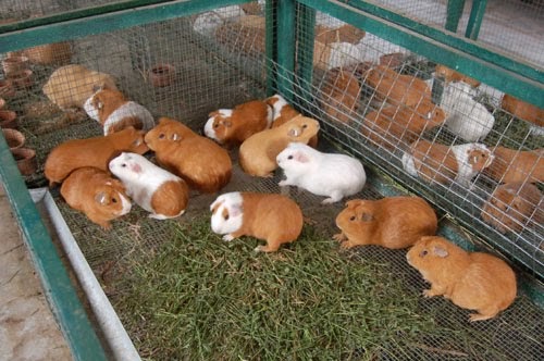 Agronovida: Crianza del cuy (Cavia Porcellus) Tipos de cuyes