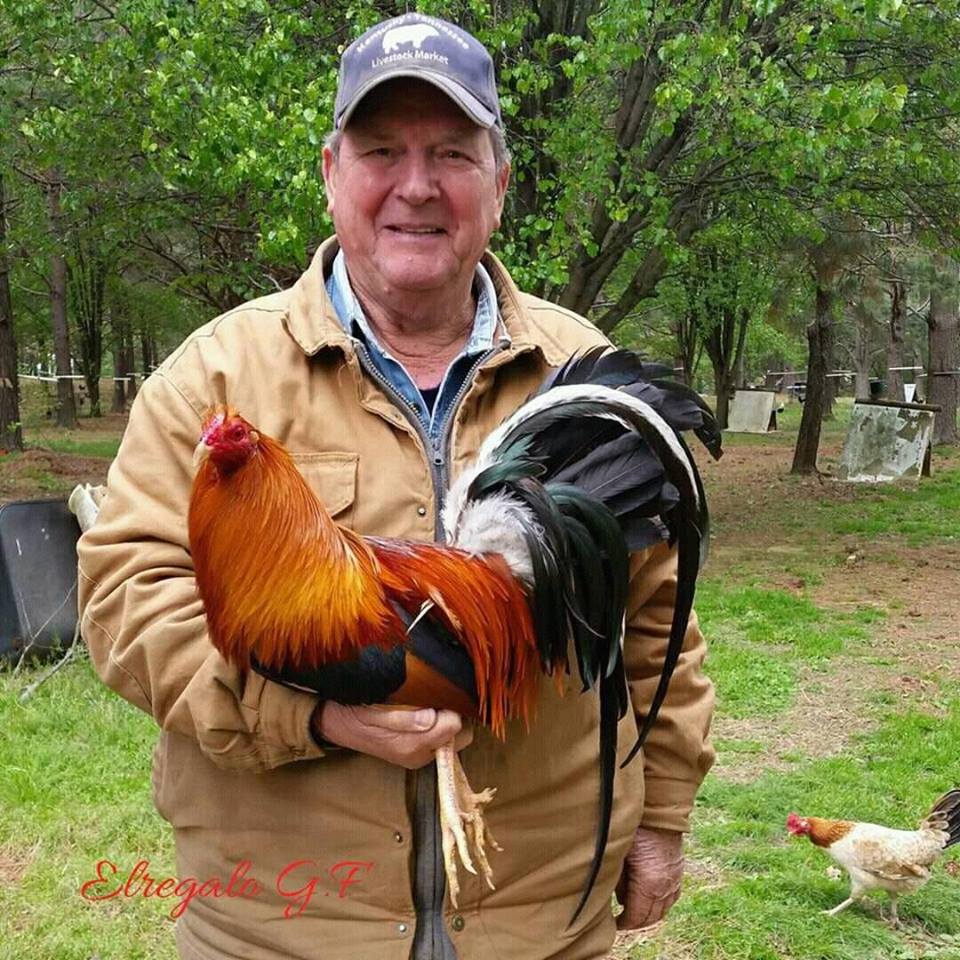 JI GALLOS: Brass Back Butcher (Carnicero Espalda de Latón)