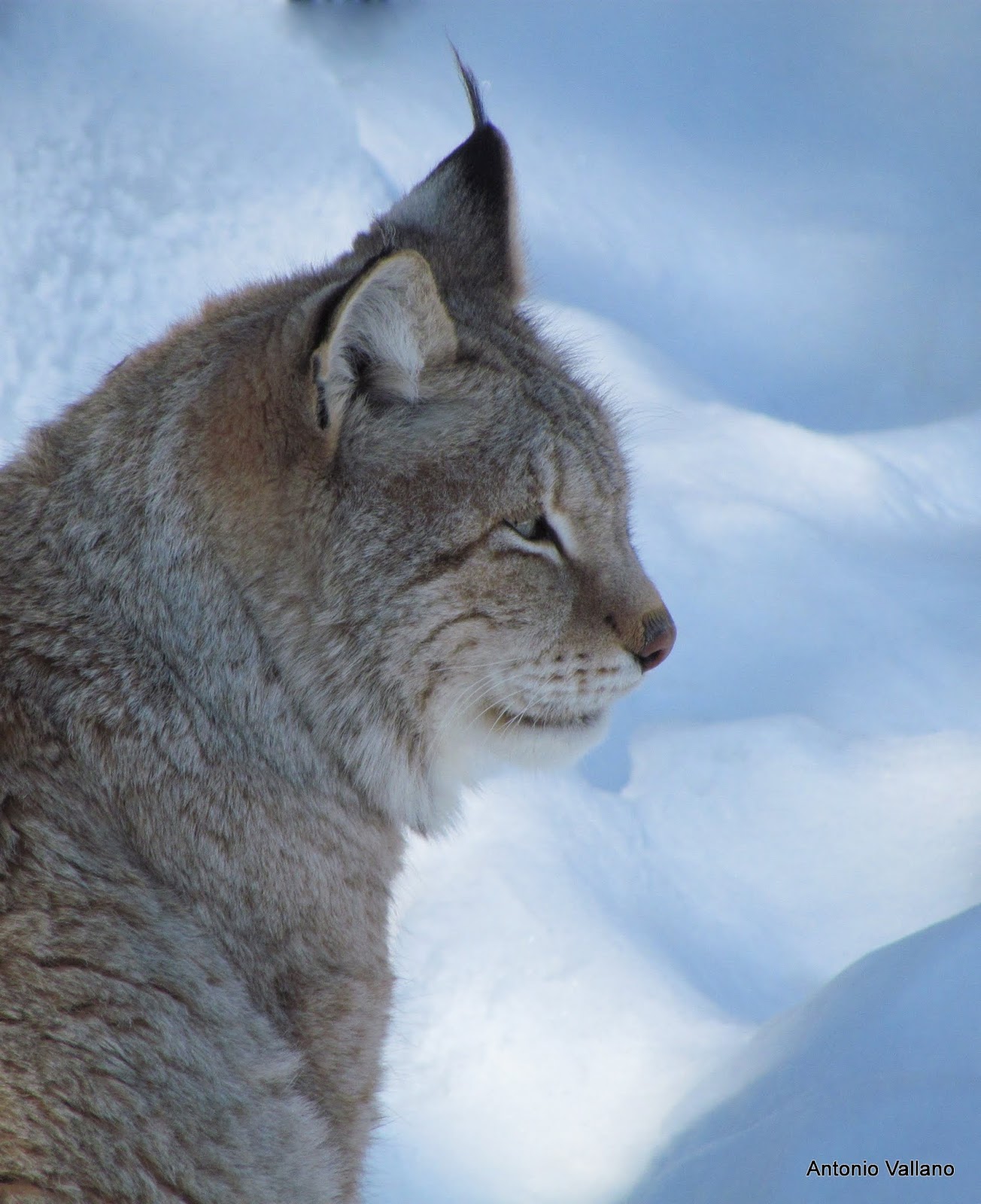 Fotografias de Antonio Vallano: Ranua - Lince