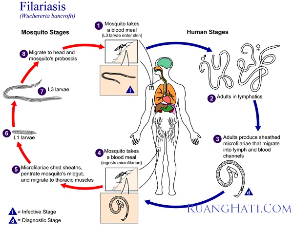Incognito: Cacing Mata (Asli)