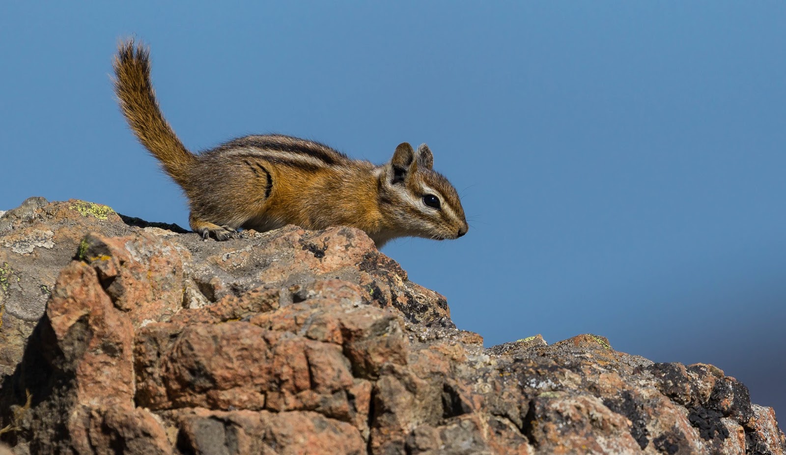 Mountain Quail and Olympic Marmots Oh My!