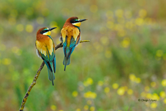 in Menorca today: Bee-eaters and a quiet morning at "El Fonduco"