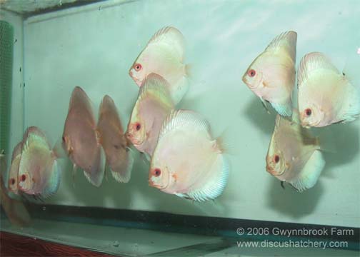 Discus: Blue Diamond Discus Fish