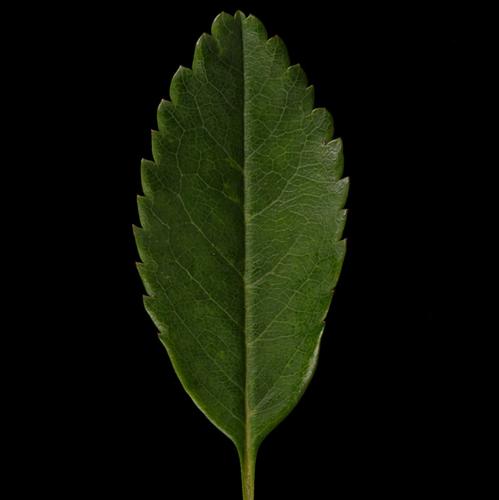 Tipo de hojas de arbol - Imagui