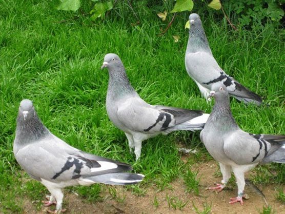 PigeonsFans: Pigeon Breeds