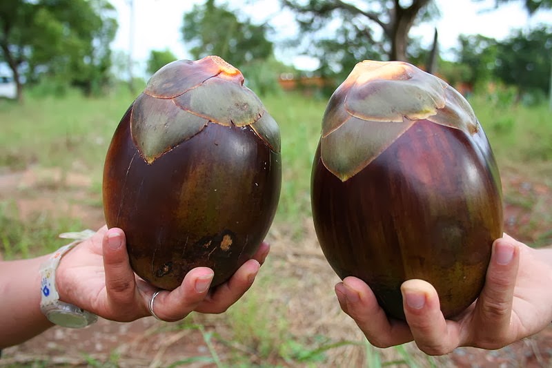 Manfaat Dan Kandungan Buah Lontar Untuk Kesehatan