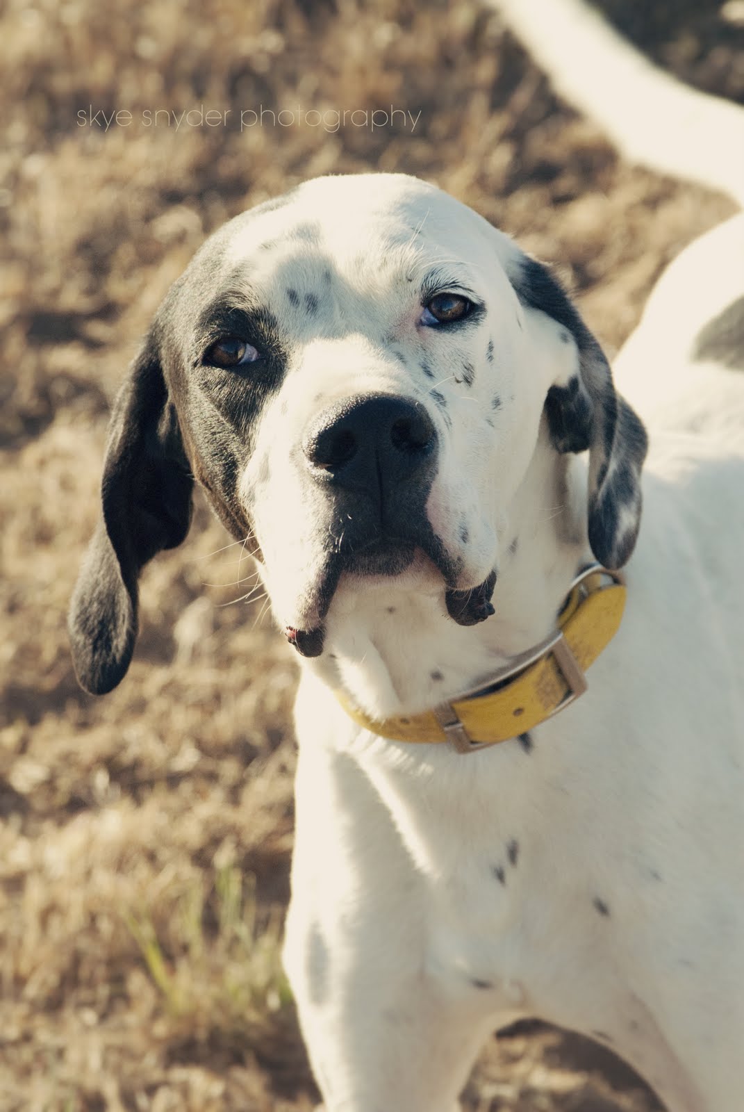 Reno | Tahoe | Cabo | Photographer; Portrait Artist Skye Snyder ...