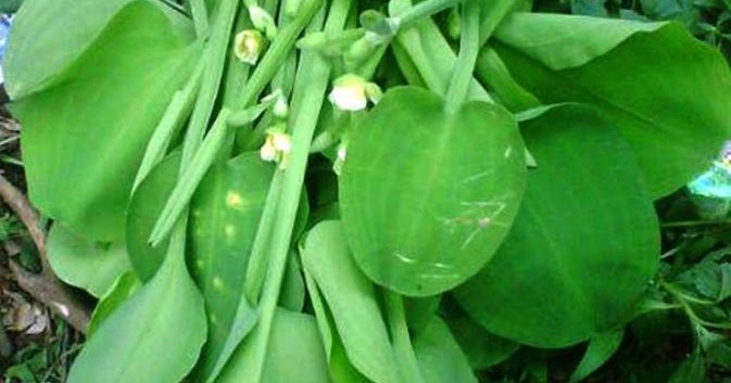 Tanpa Kalian Sadari Sayur Genjer Bermanfaat Untuk Menambah Nafsu Makan ...