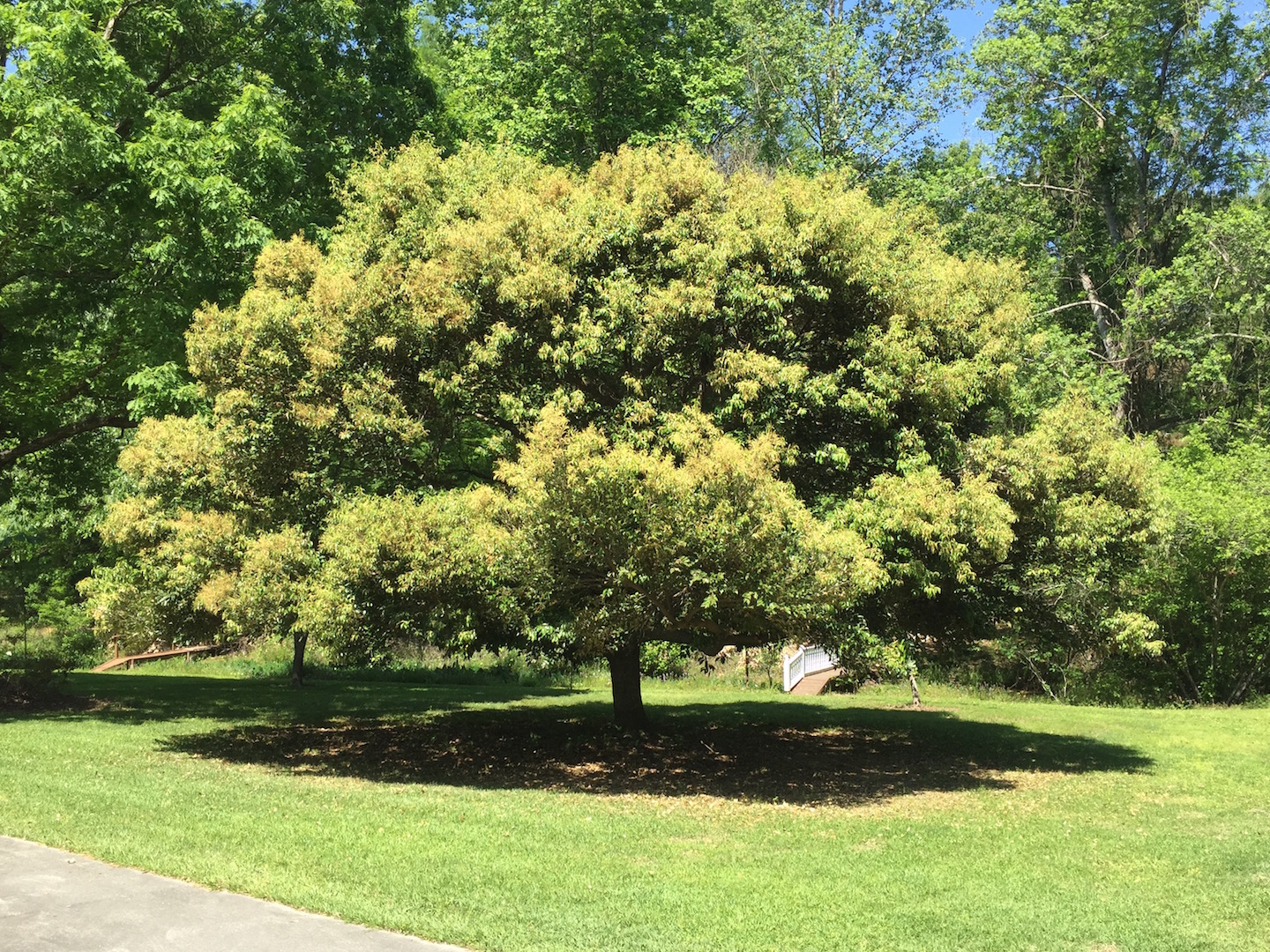 MARIETTE'S BACK TO BASICS: {Castanopsis Cuspidata (Japanese Chinquapin ...