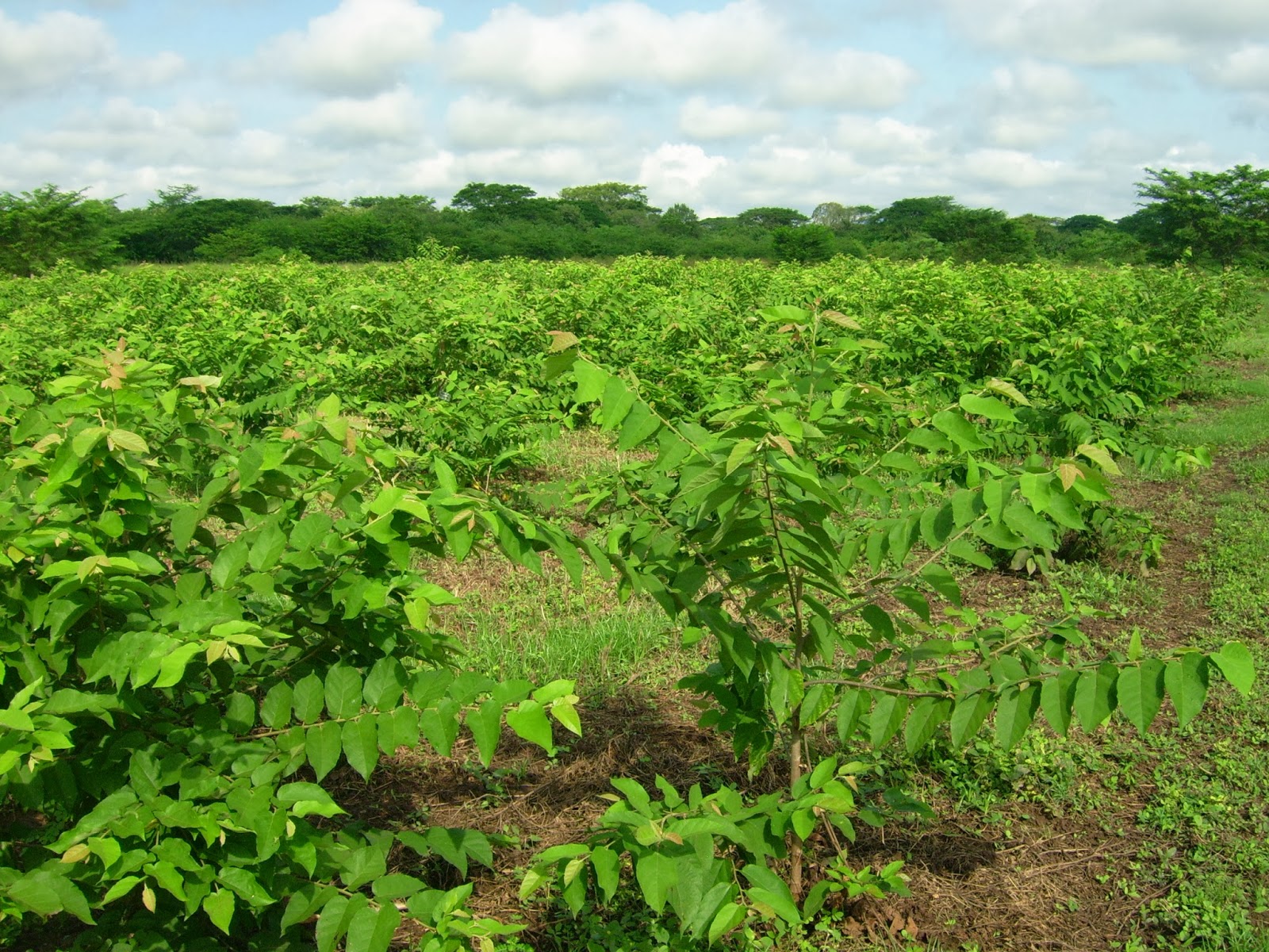 Ecología con Asocebú: Árboles y arbustos forrajeros alimento para ...