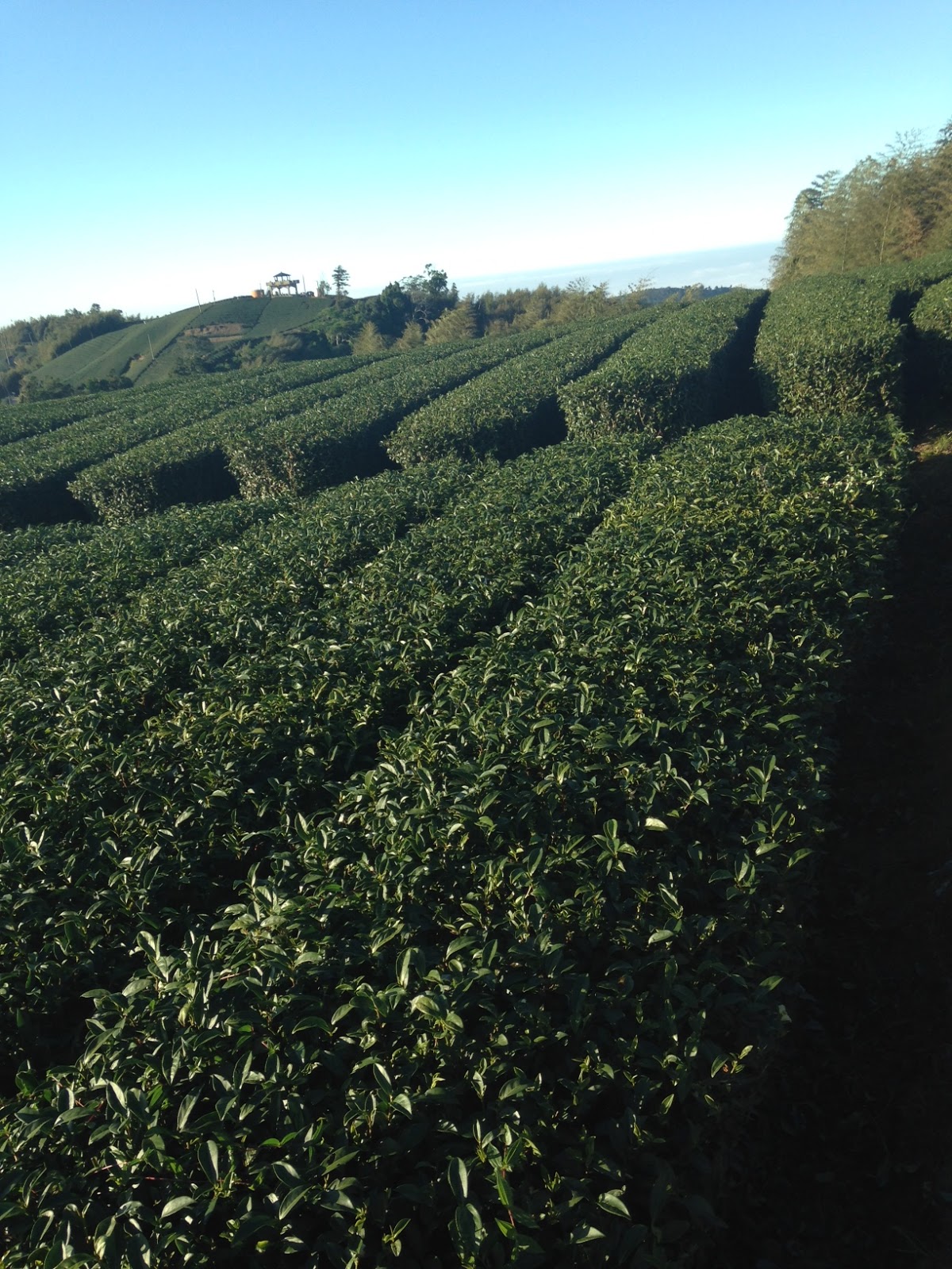 Floating Leaves Tea: 2016 Winter Taiwan Tea Trip: Meishan