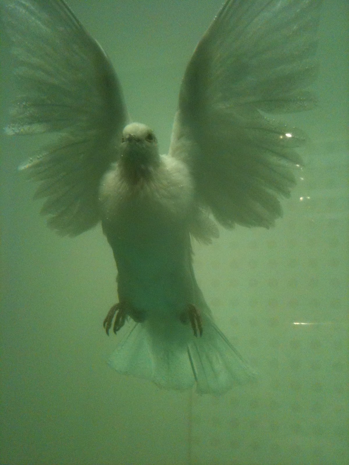 Grandpaman's Camera: Damien Hirst - Animals in Formaldehyde