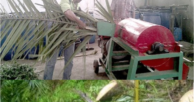 Membangun Perkebunan Kelapa Sawit: Pelepah Sawit Sebagai pakan Ternak Sapi