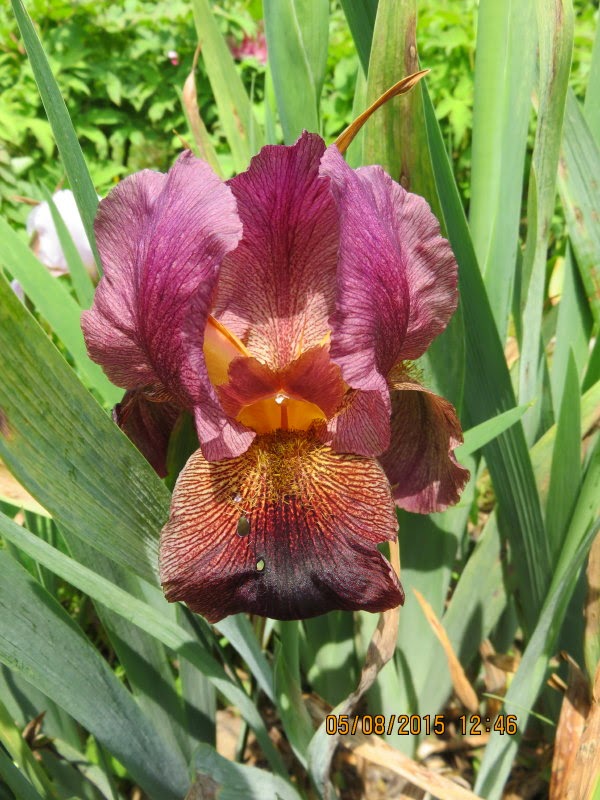 My Virtual Maryland Garden: Aril bred iris time