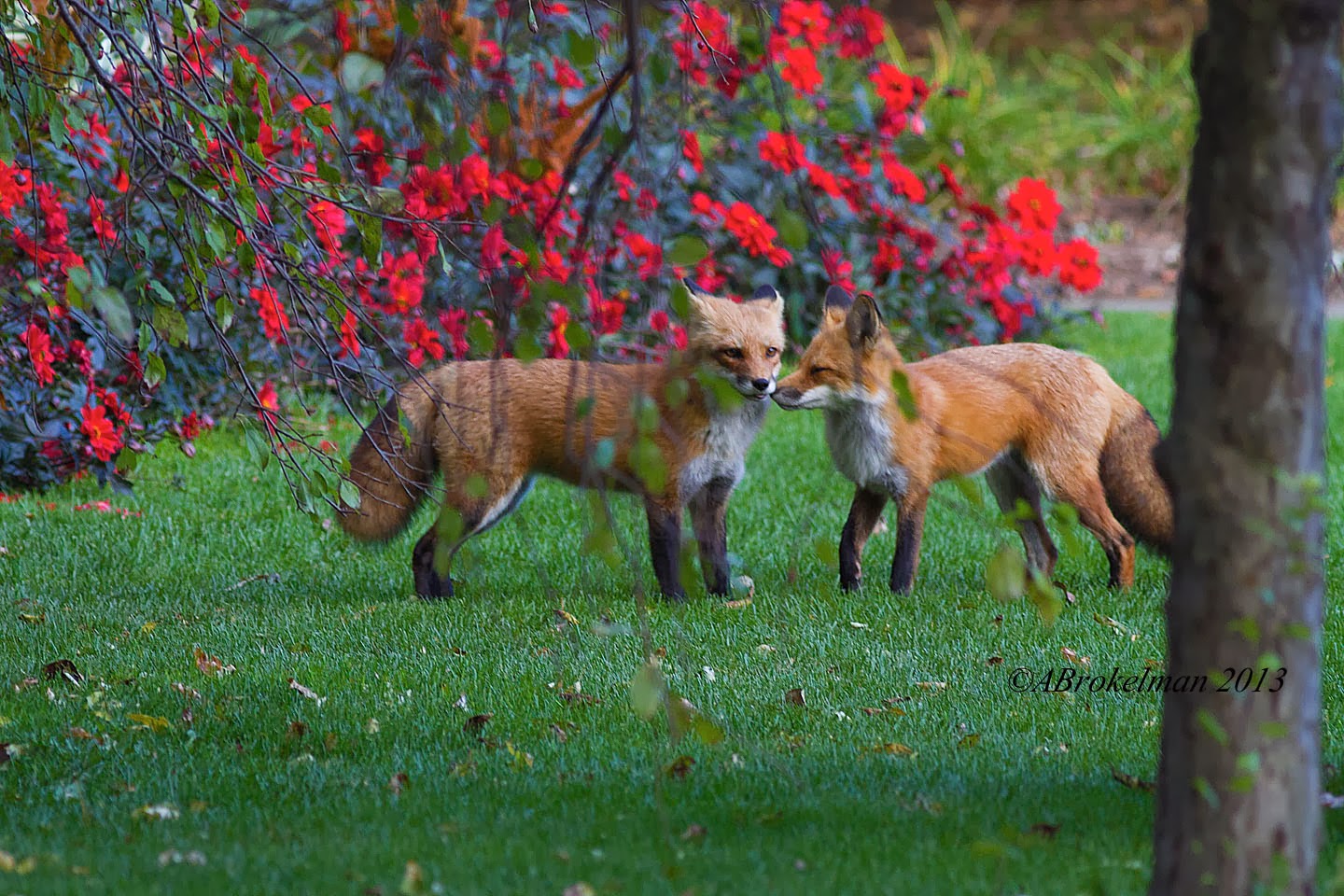 Ann Brokelman Photography: Red Fox - a pair of juveniles playing Double ...