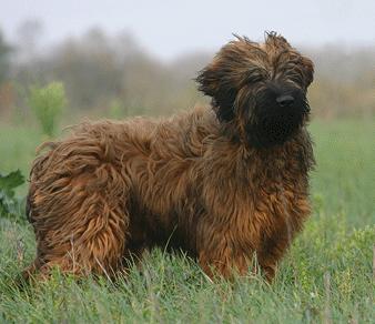 Briard Dog Training: How Well Is Your Briard Groomed?