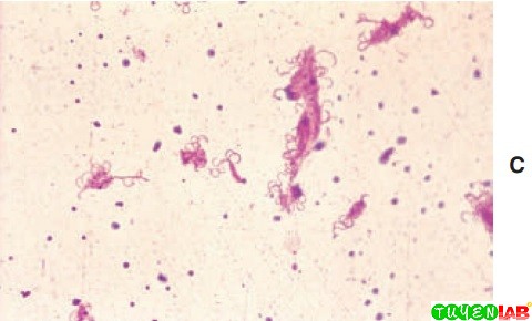[Microbiology] Atlas of Nonfermenting and Miscellaneous Gram-Negative ...